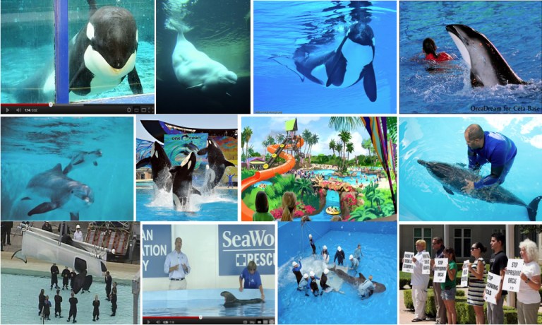 SeaWorld’s Busy Year – a 2011 Timeline | Gini's Nature News